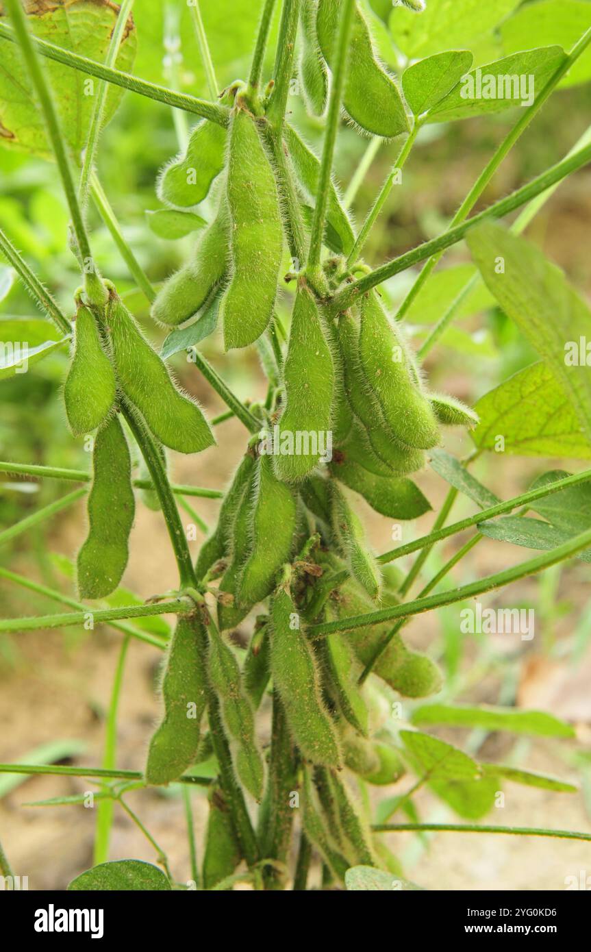 Green beans grow in the wild, close-up pictures Stock Photo - Alamy