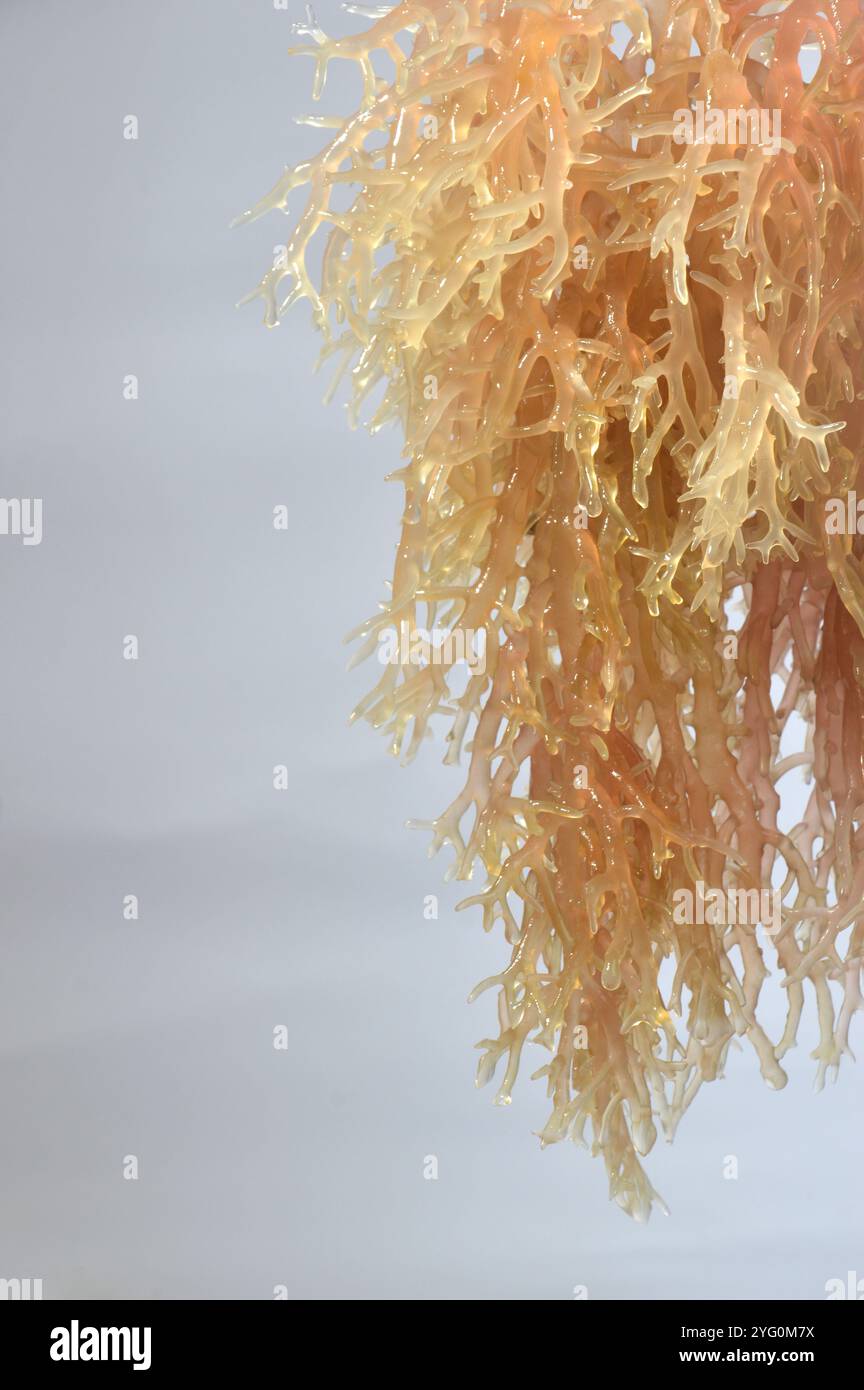 fresh brown seaweed isolated on white background Stock Photo - Alamy