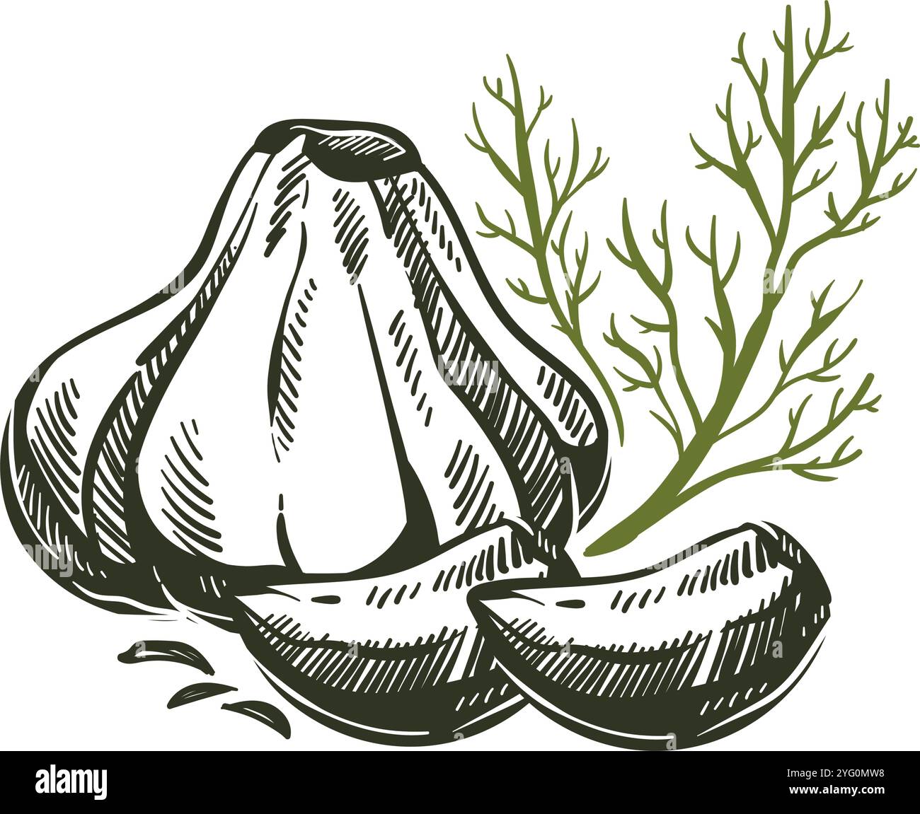 Garlic bulb isolated on Stock Vector Images - Alamy