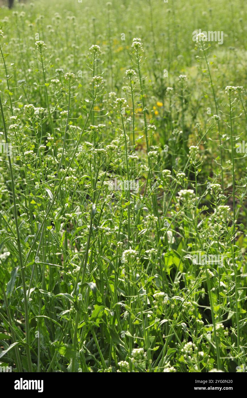 Background features grass hi-res stock photography and images - Alamy