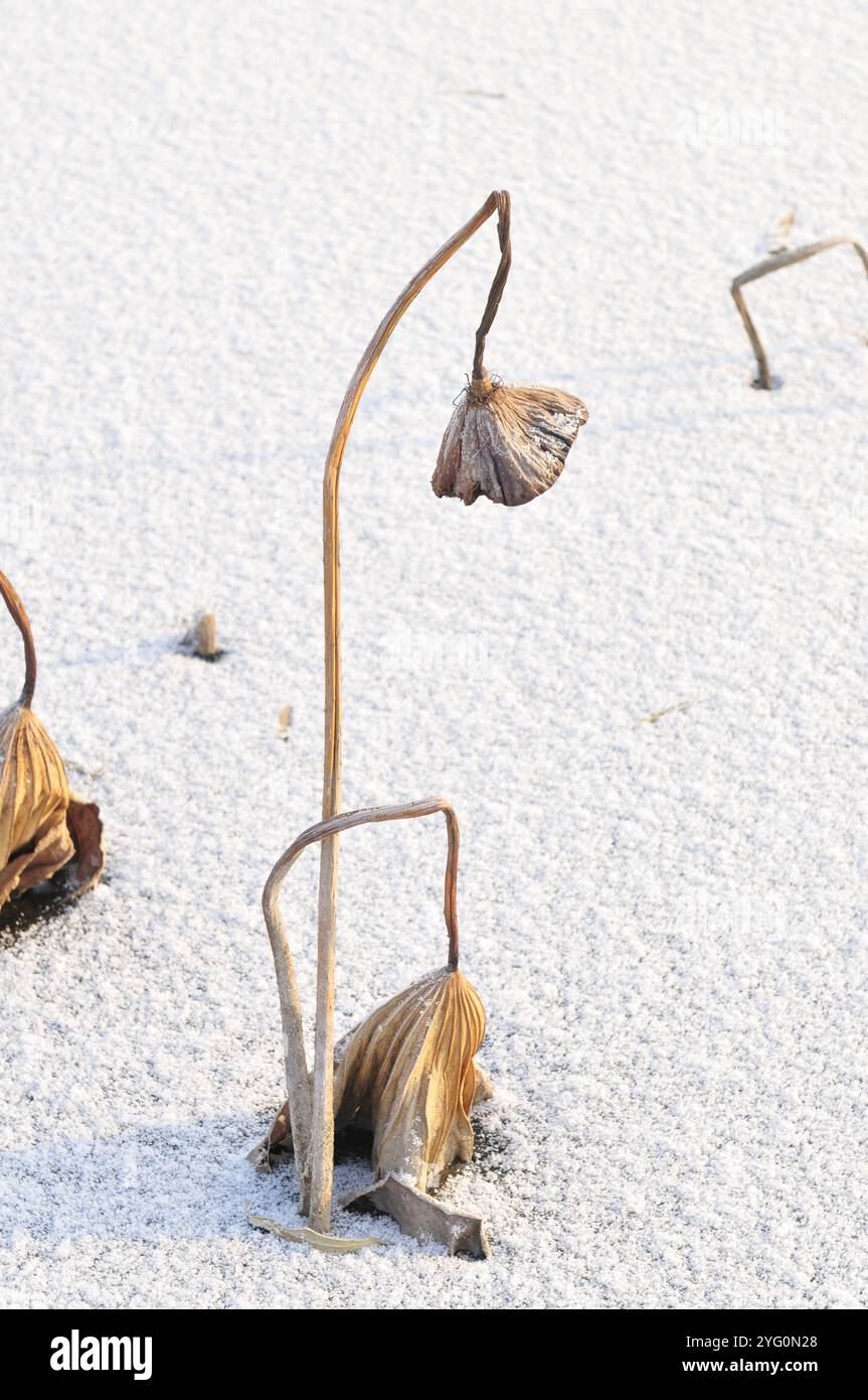 After the heavy snow lotus leaf dry Stock Photo - Alamy