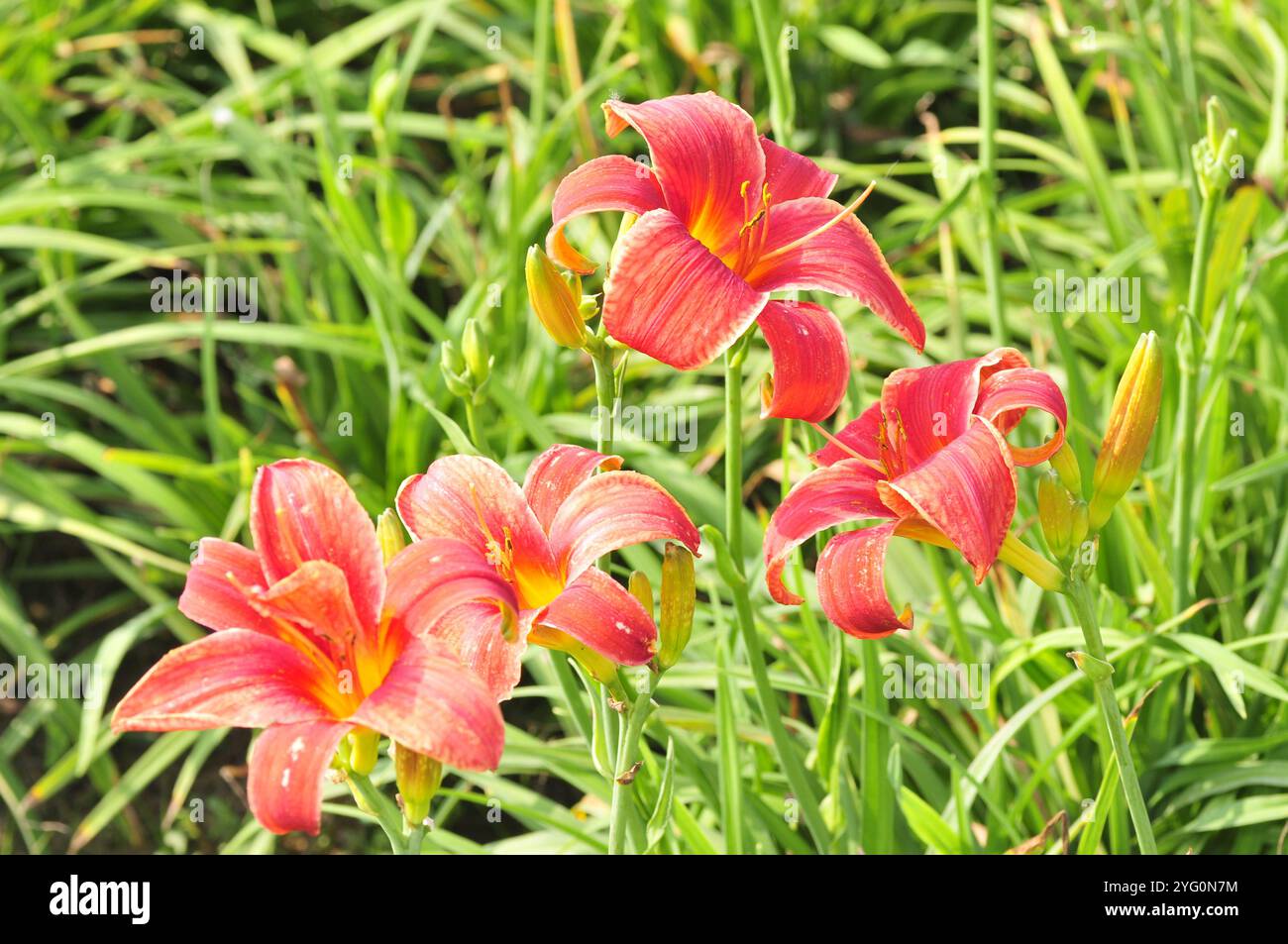 Many iridaceae plant shoot dry, in an agricultural plantations Stock ...