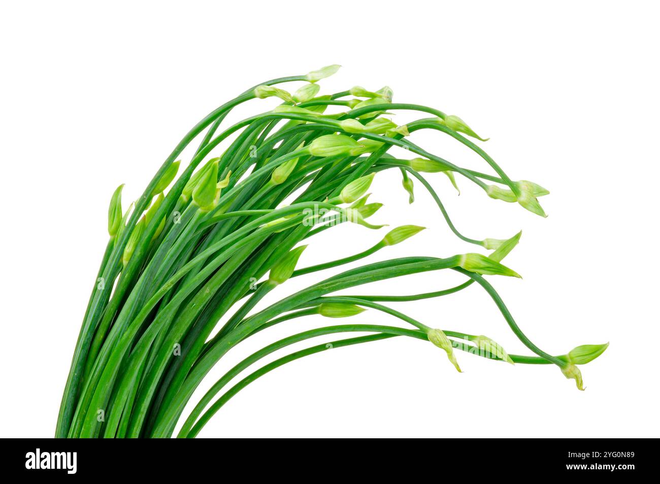Green sprouts garlic on Cut Out Stock Images & Pictures - Alamy