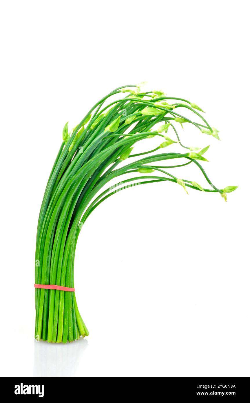 Garlic sprout of isolated on a white background Stock Photo - Alamy