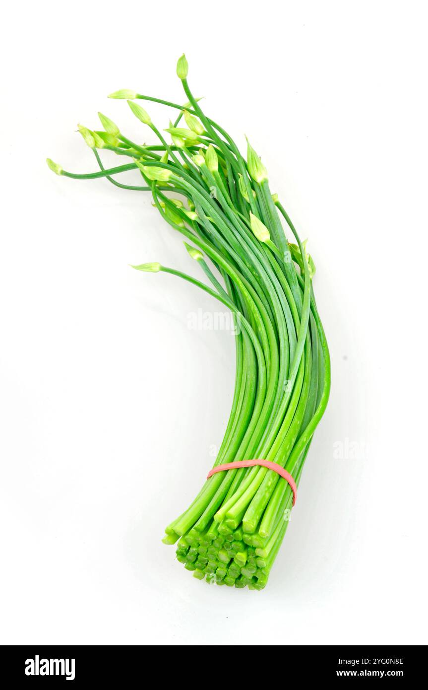 Garlic sprout of isolated on a white background Stock Photo - Alamy