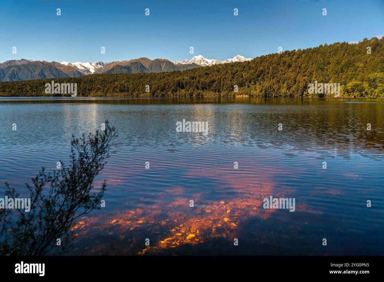 Isolated rain forest enclosed alpine Lake Gault In NZ West Coast with a ...