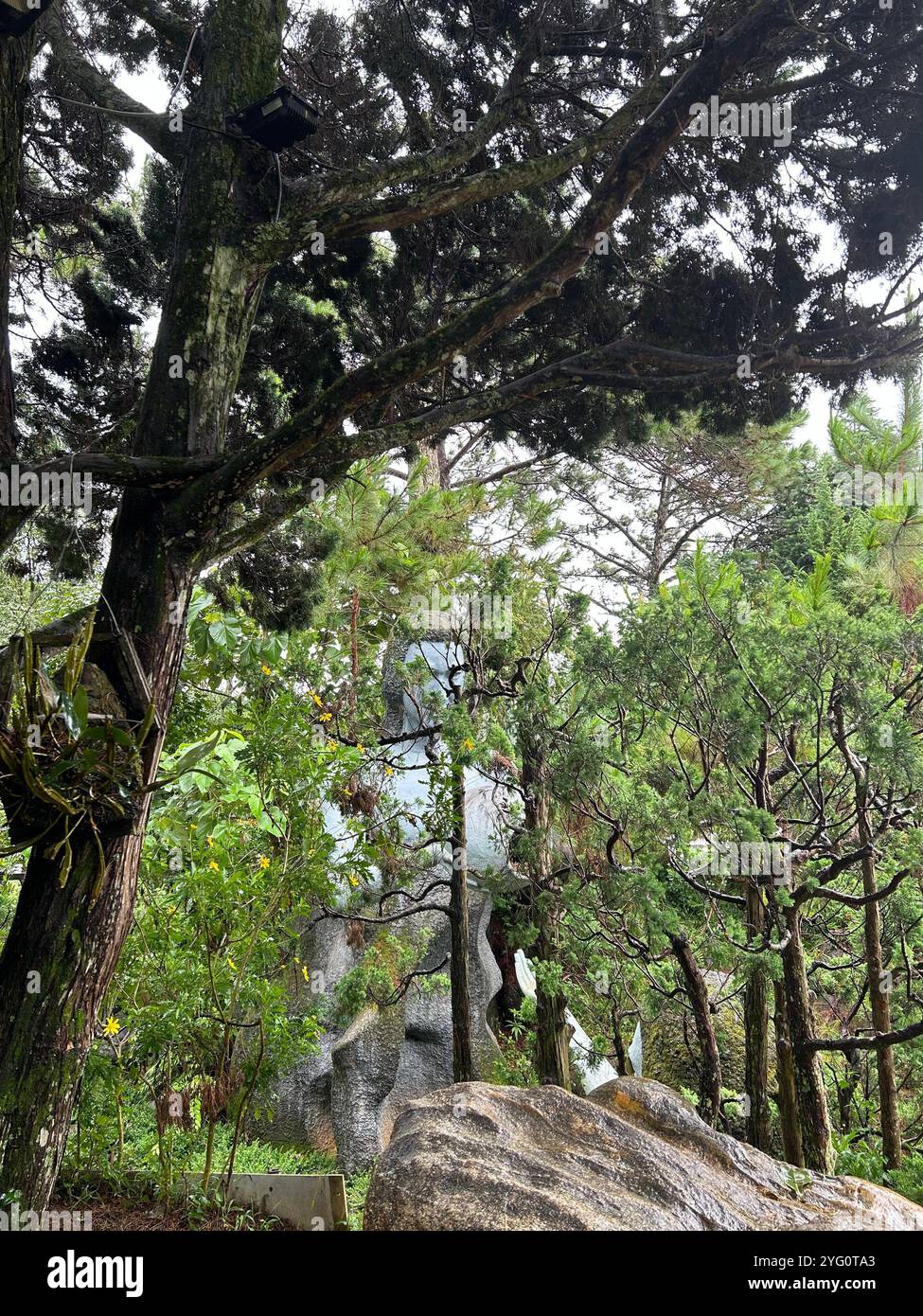 Serene Forest Scene with Hidden Stone Sculpture Stock Photo - Alamy