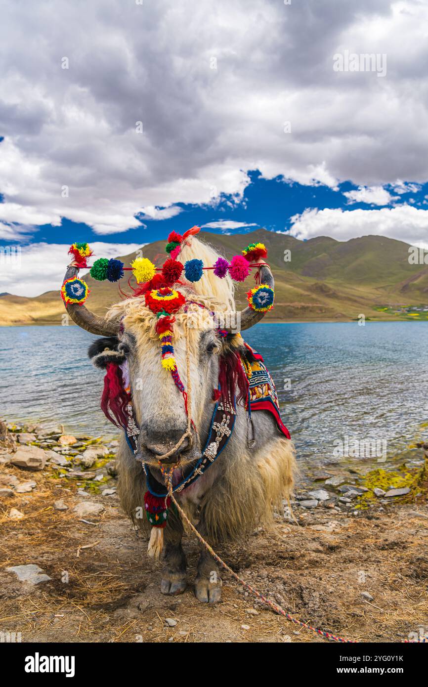 Decorated white Tibetan yak at the Yamdrok lake in Tibet, China. Blue sky with copy space Stock ...