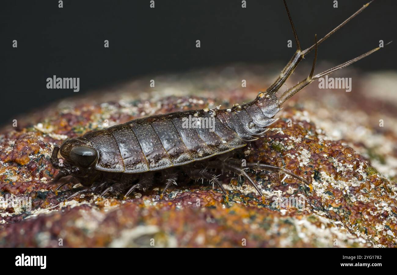 Close up littoral rock hi-res stock photography and images - Alamy