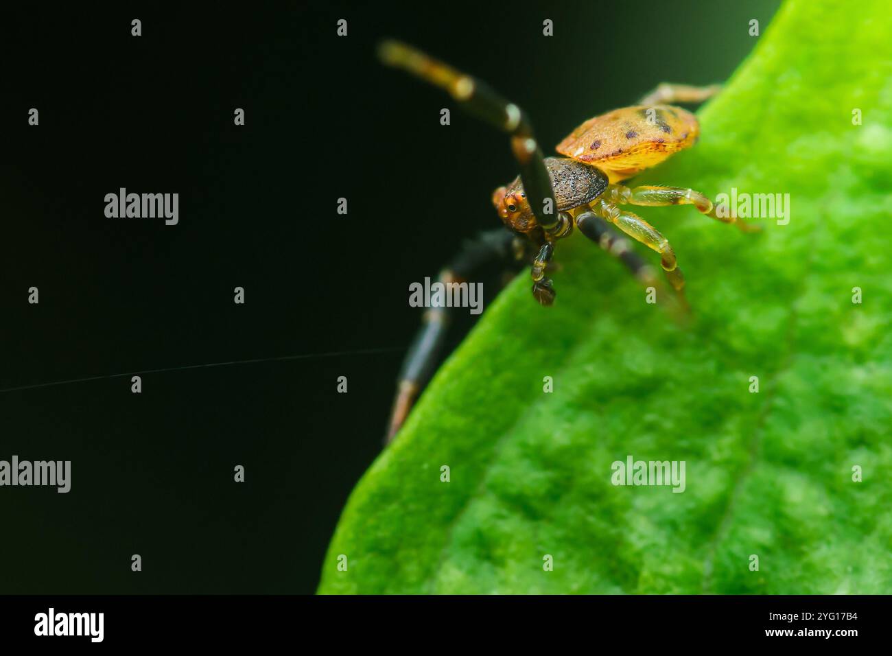 Close-up of a small crab spider standing on a vibrant green leaf, its ...