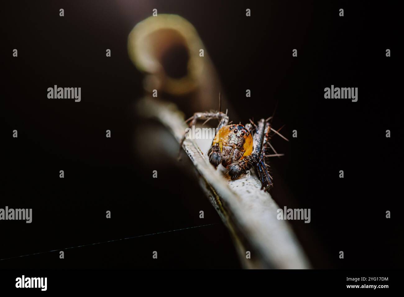 Close-up of a lynx spider crawling on a branch in a rainforest ...