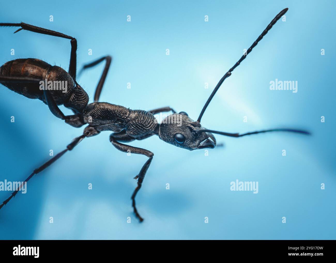 Extreme close-up of a black ant crawling on a vibrant light blue ...