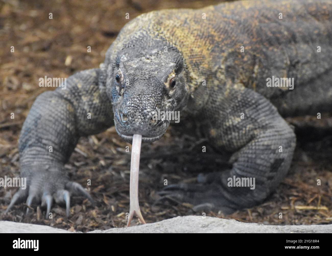 Komodo Dragon (Varanus komodoensis), a large, venomous reptile native ...