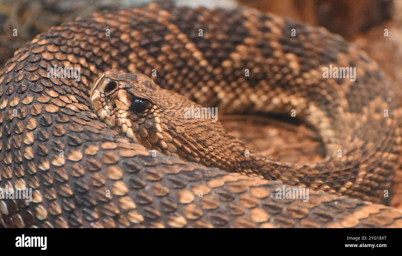 A coiled Eastern Diamondback Rattlesnake (Crotalus atrox Stock Photo ...