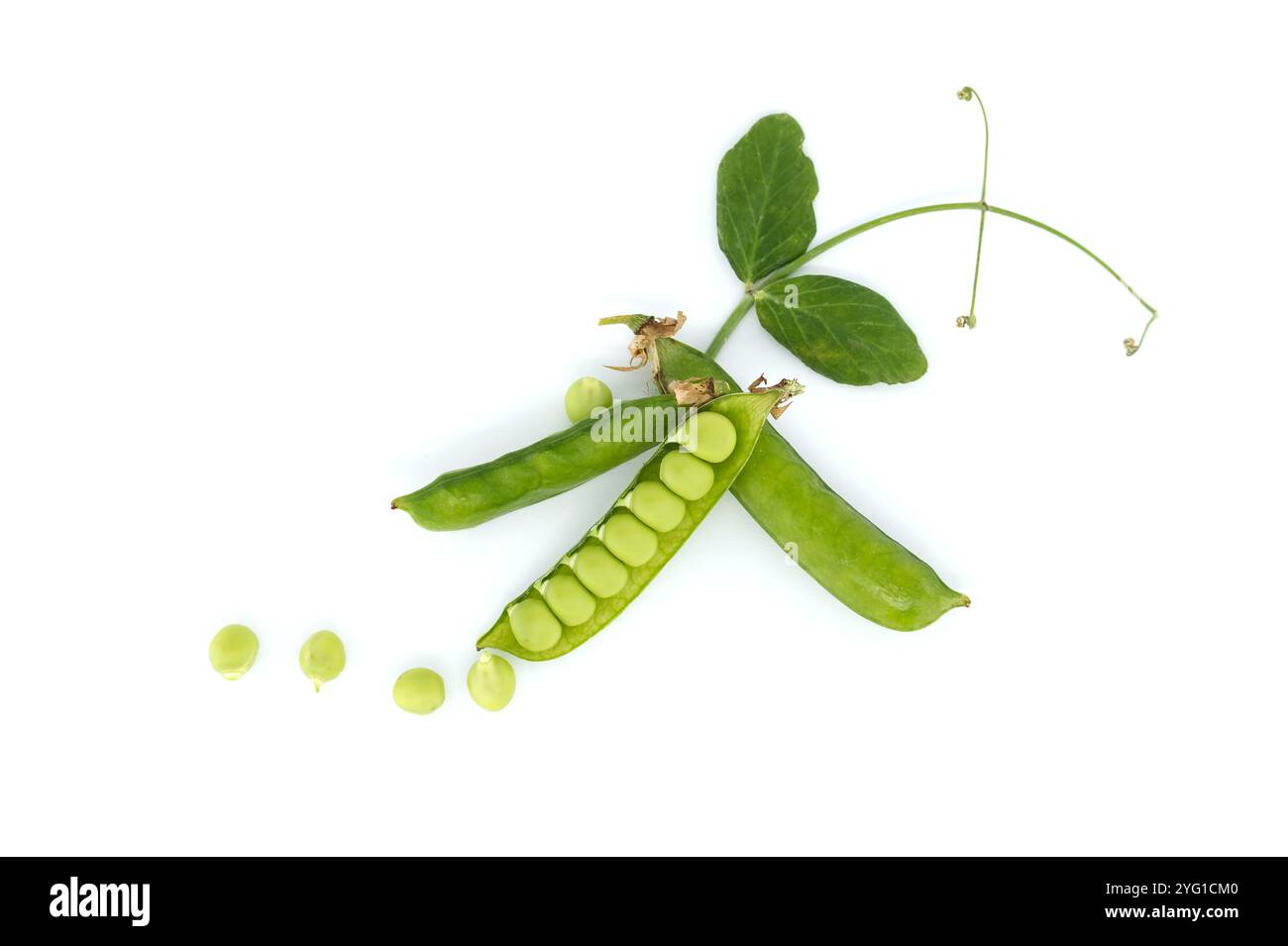 Open seed pod reveals hi-res stock photography and images - Alamy