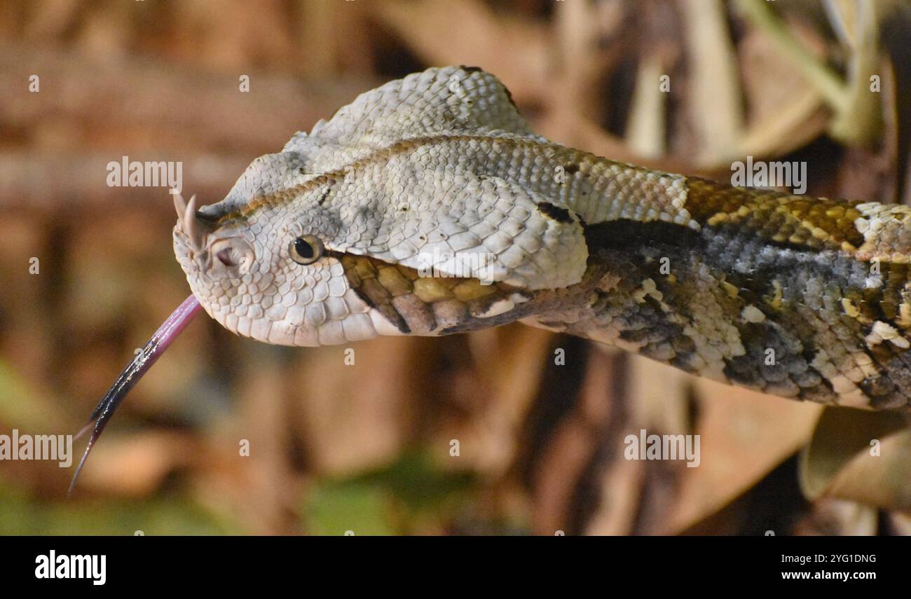 The Gaboon Viper (Bitis gabonica) is a venomous snake native to sub ...