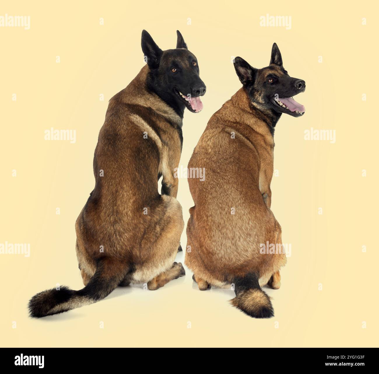 belgian shepherds in front of white background Stock Photo - Alamy