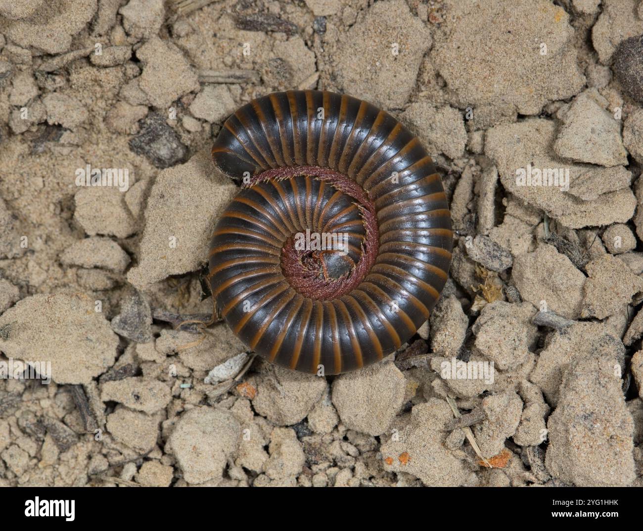 American giant millipede Narceus americanus nature defensive position ...