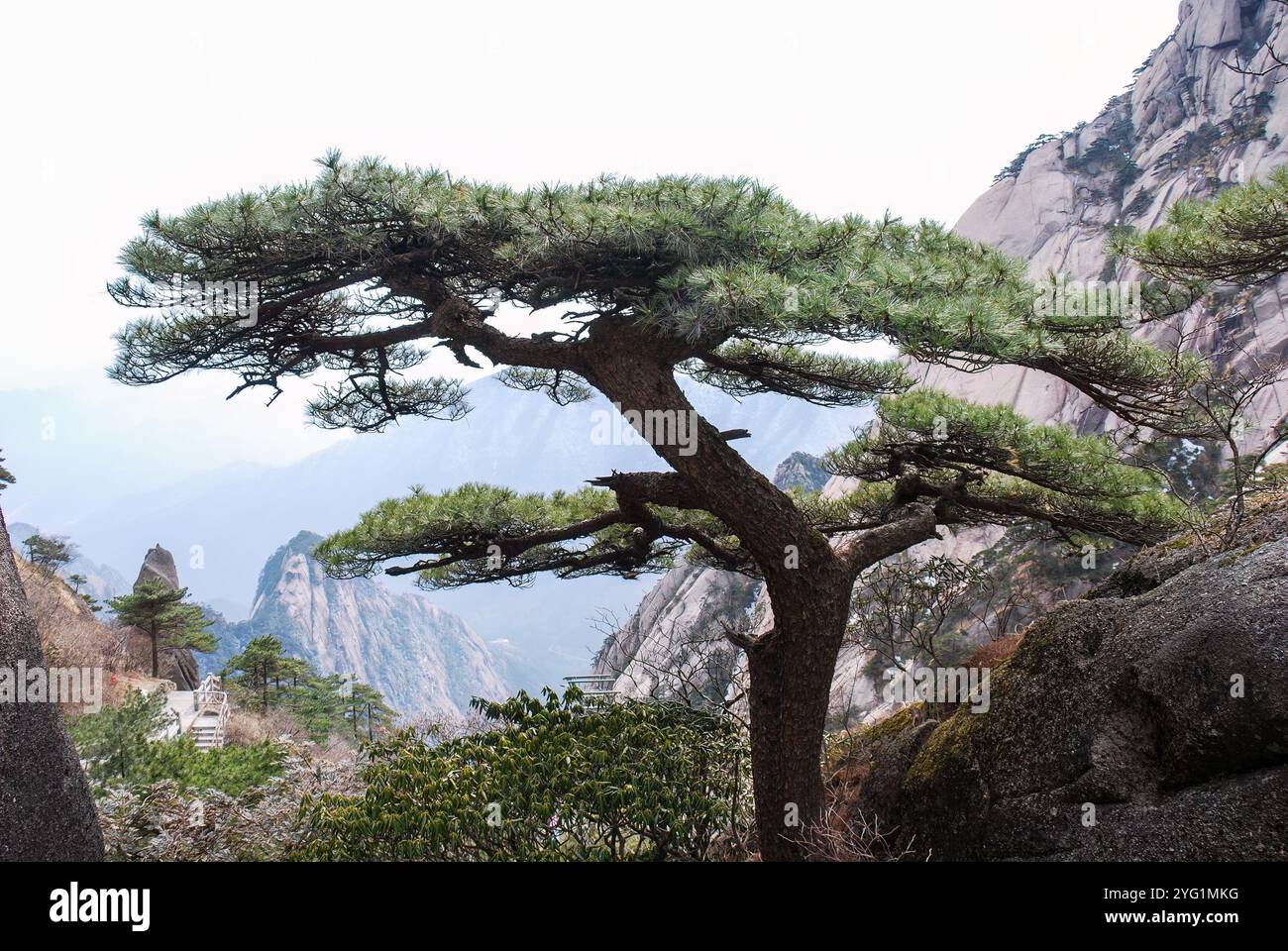 Beautiful pine tree standing among rocks. Mount Huangshan. Anhui ...