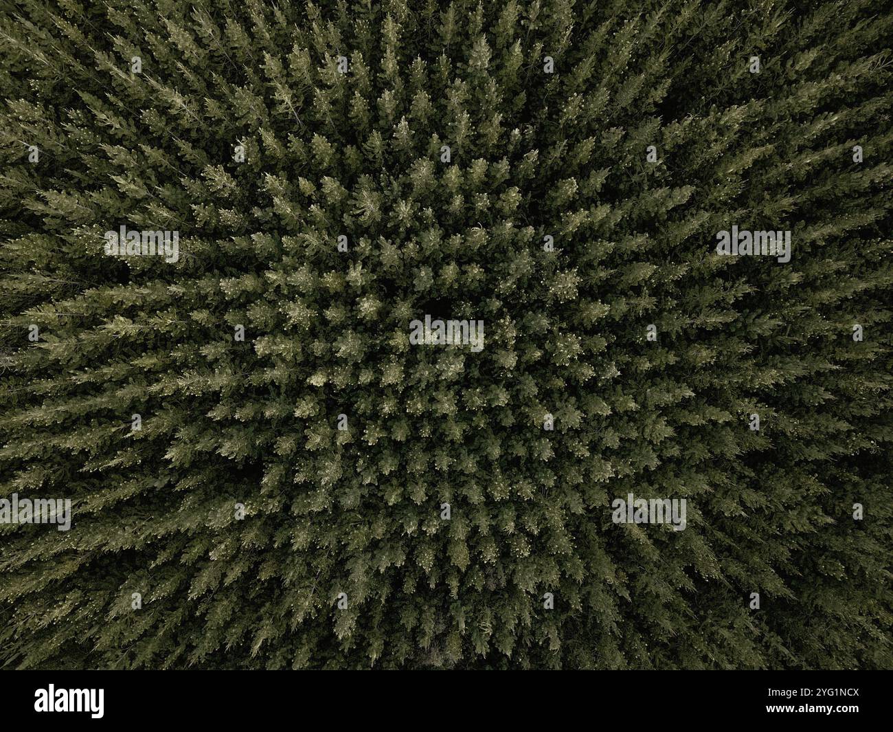 Aerial drone photograph, bird’s-eye view of green pine forest treetop canopy Stock Photo - Alamy