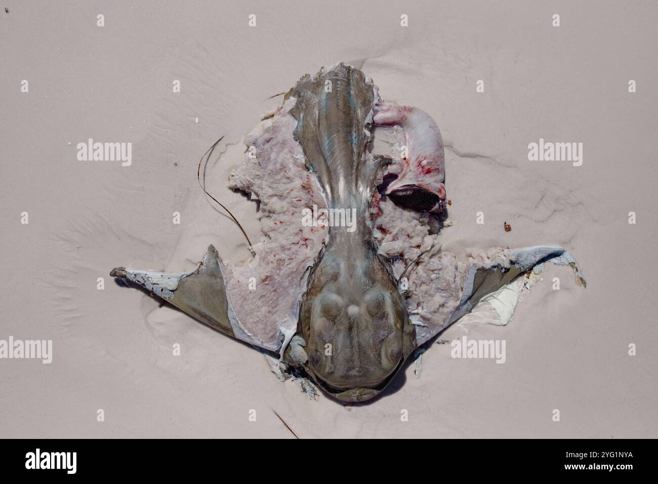 Stingray remains washed ashore on the sand in Esperance, Australia. The ...