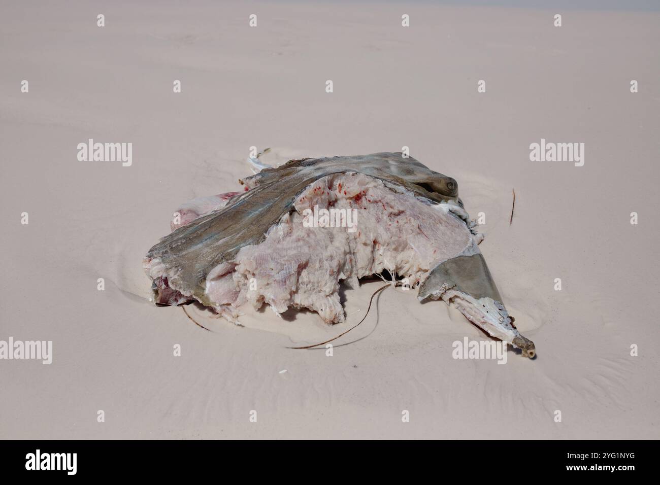 Stingray attack hi-res stock photography and images - Alamy