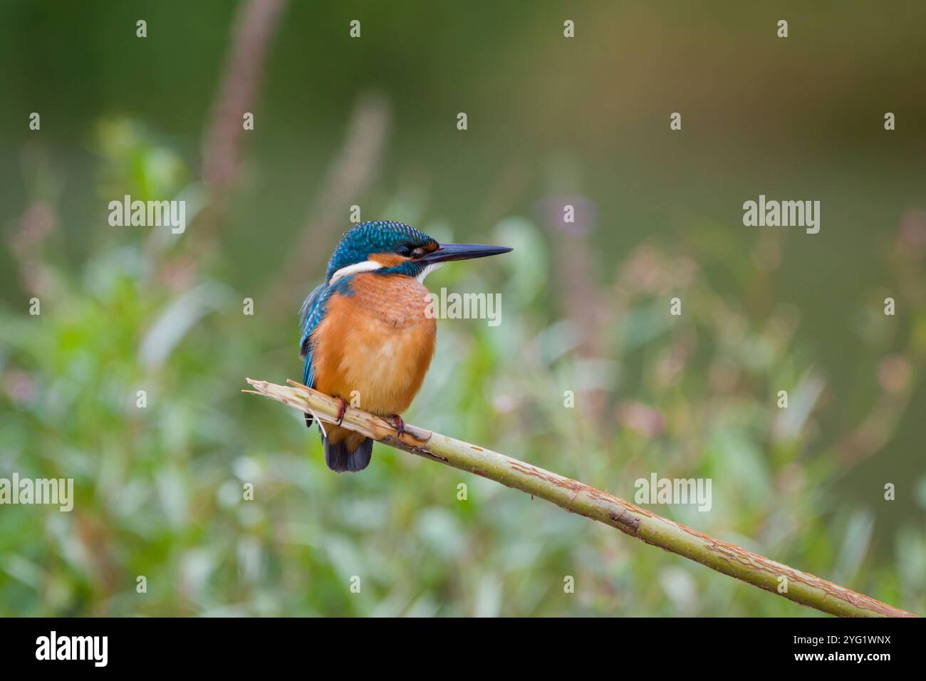 The common kingfisher (Alcedo atthis) wetlands birds's , male Stock ...