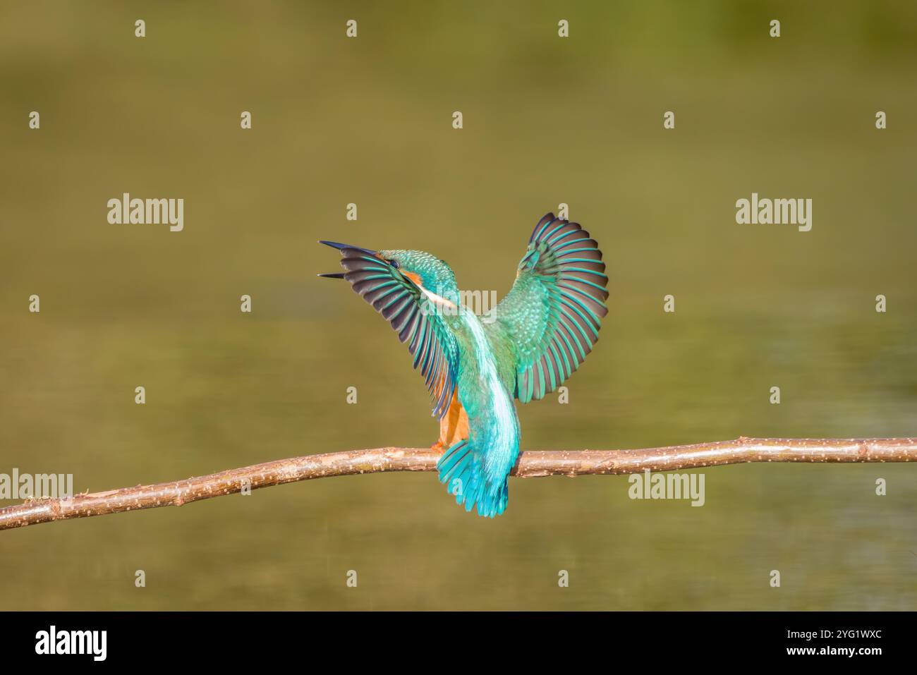 The common kingfisher (Alcedo atthis) wetlands birds's , female Stock ...