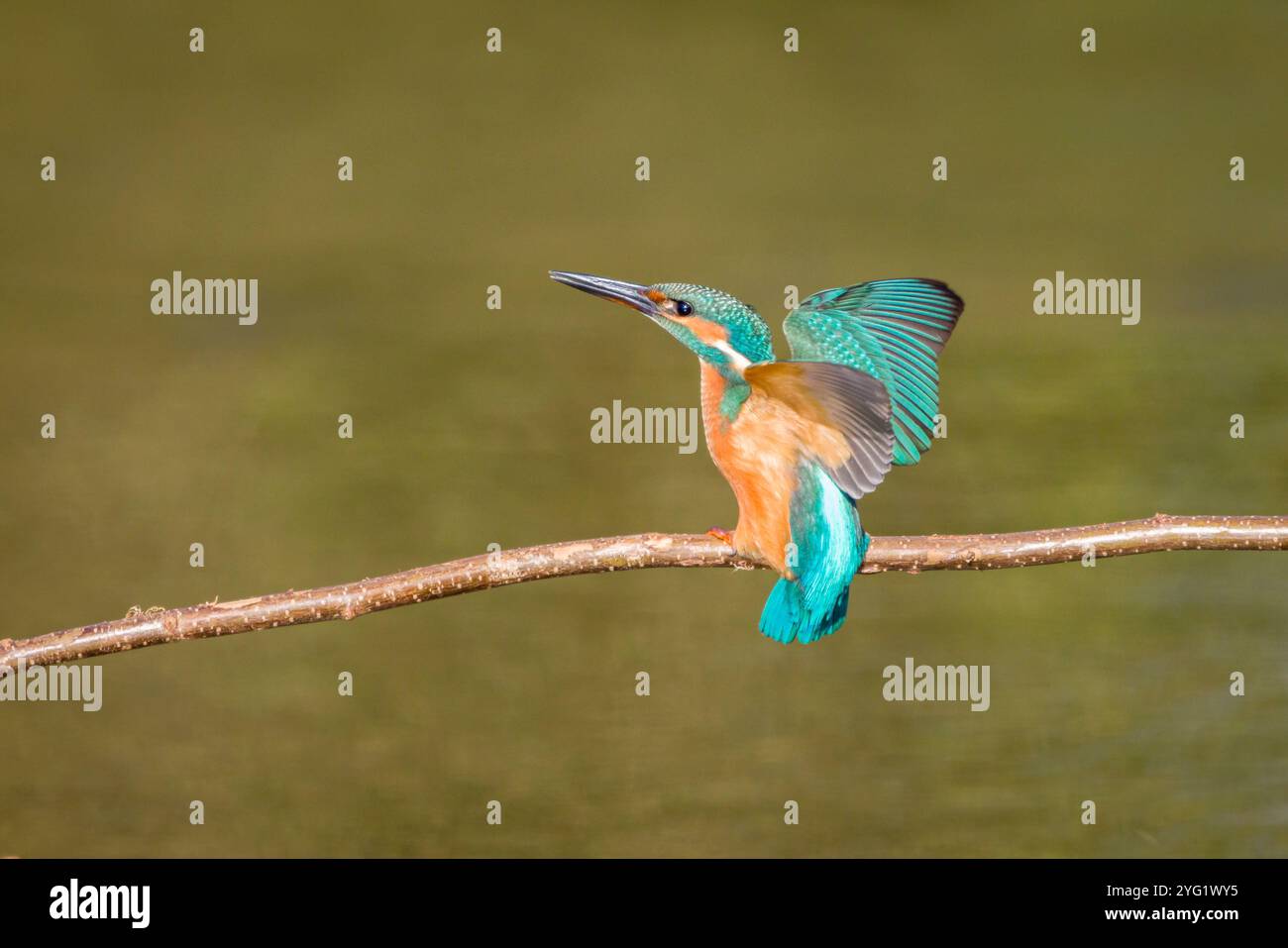 The common kingfisher (Alcedo atthis) wetlands birds's , female Stock ...