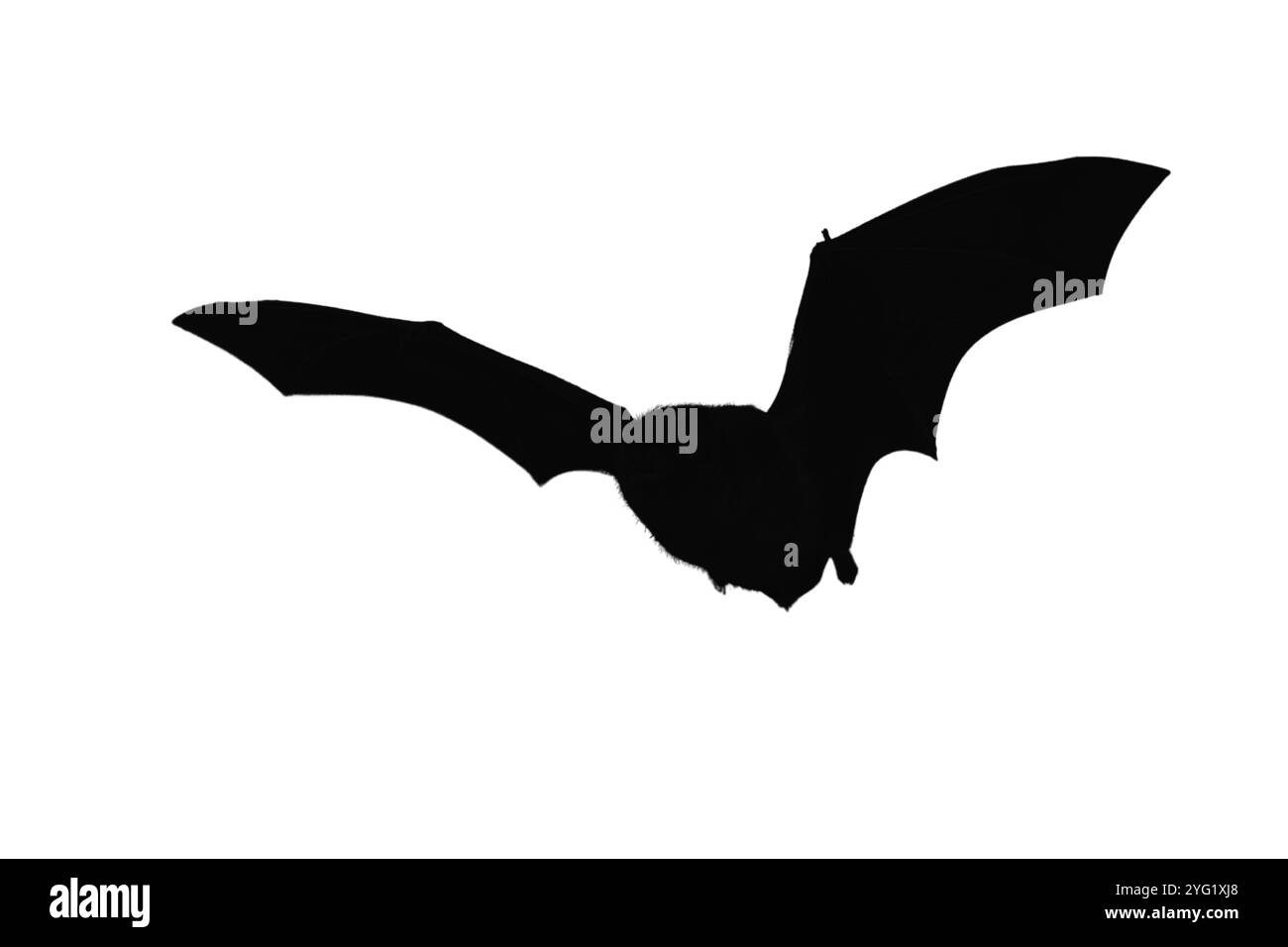 Black silhouettes of bats set on white background Stock Photo - Alamy