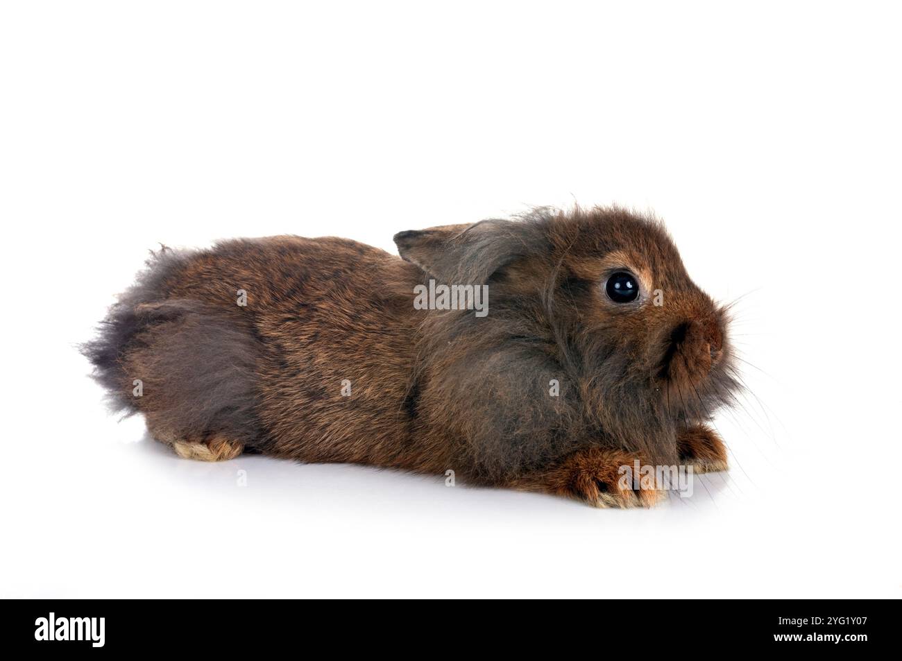 young Lionhead in front of white background Stock Photo - Alamy