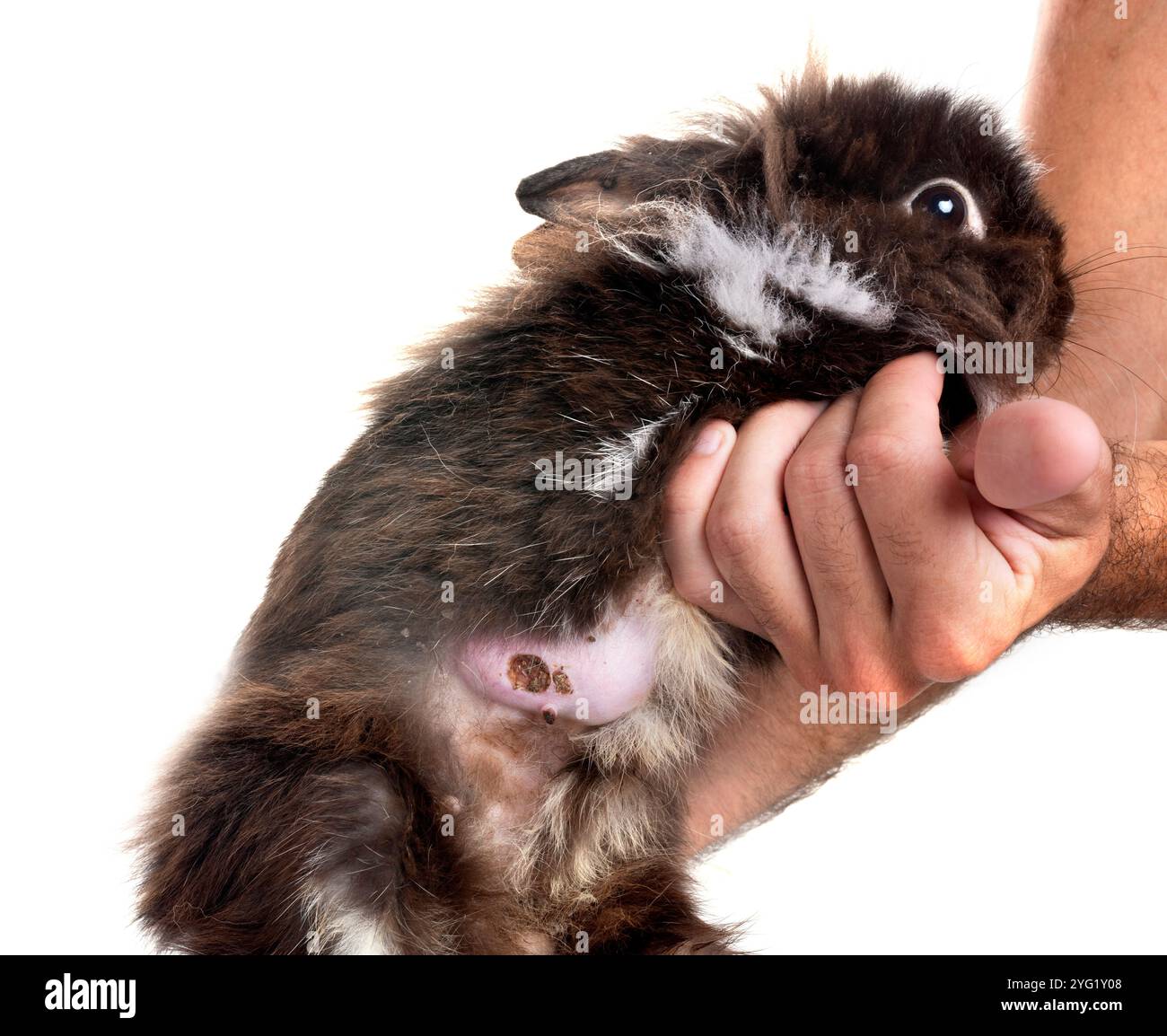 young Lionhead in front of white background Stock Photo - Alamy