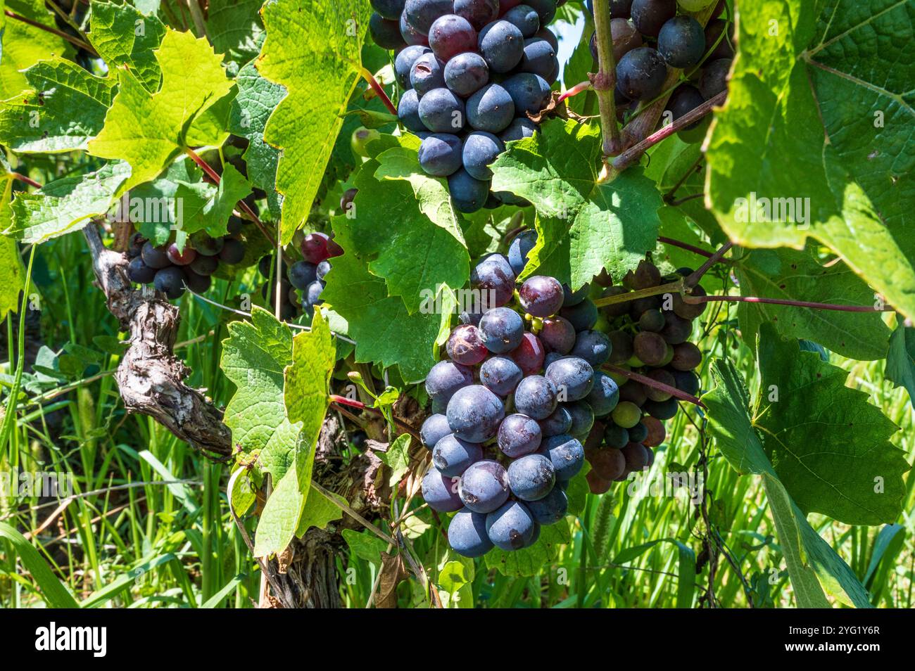 Gamay is the iconic grape of the Beaujolais AOP wine region in France ...