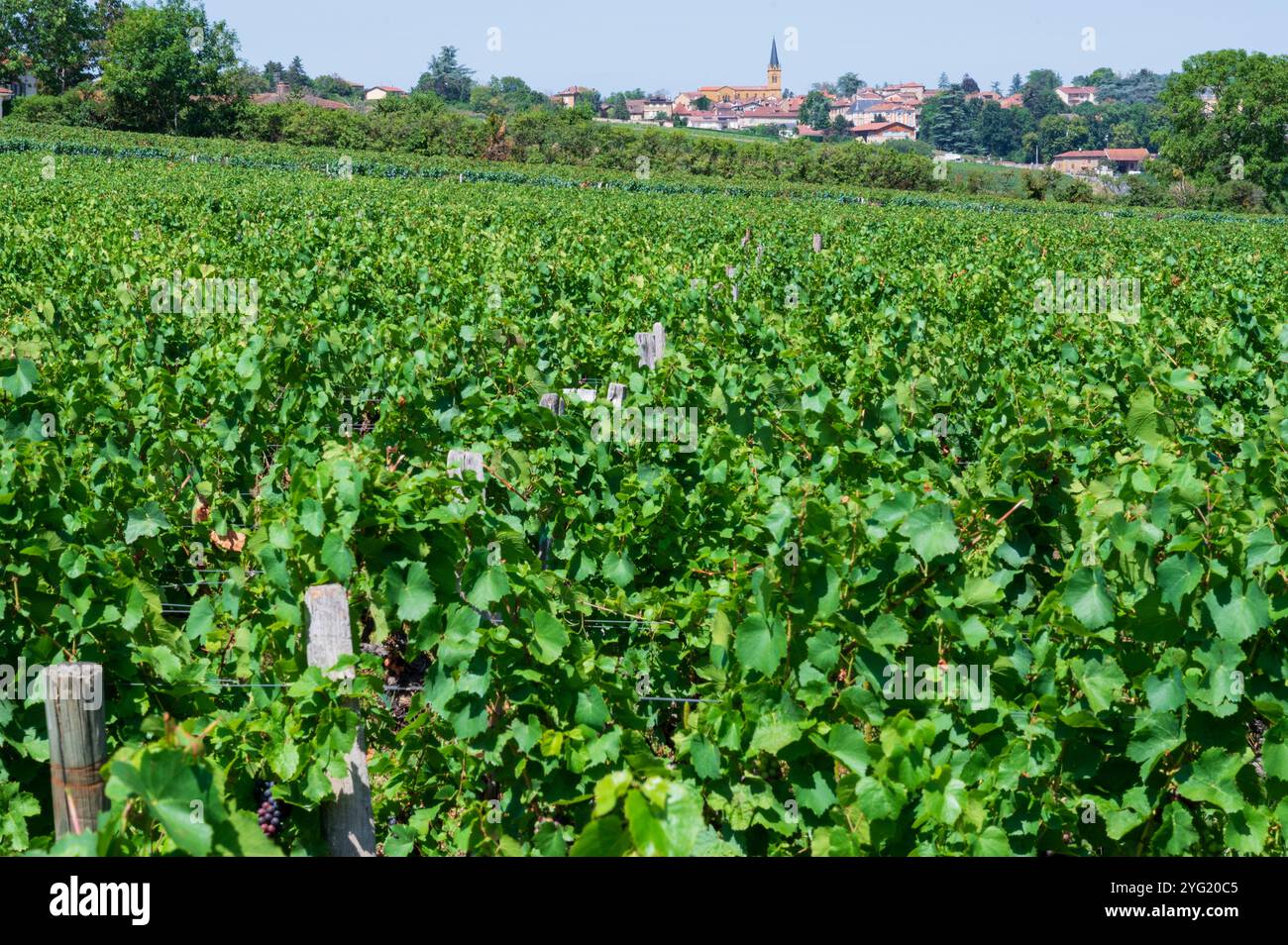 Gamay is the iconic grape of the Beaujolais AOP wine region in France ...