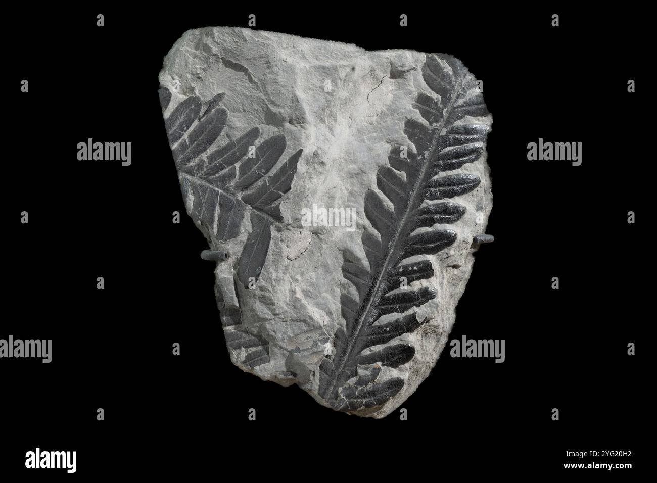 Alethopteris sp. prehistoric plant fossil. This seed fern fossil dates ...