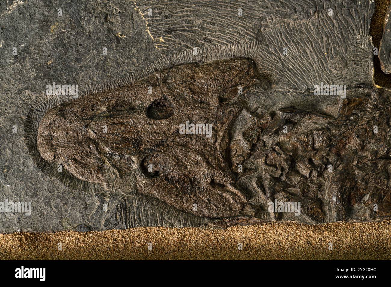 Extinct amphibian fossil Cheliderpeton sp. It lived in what is now ...