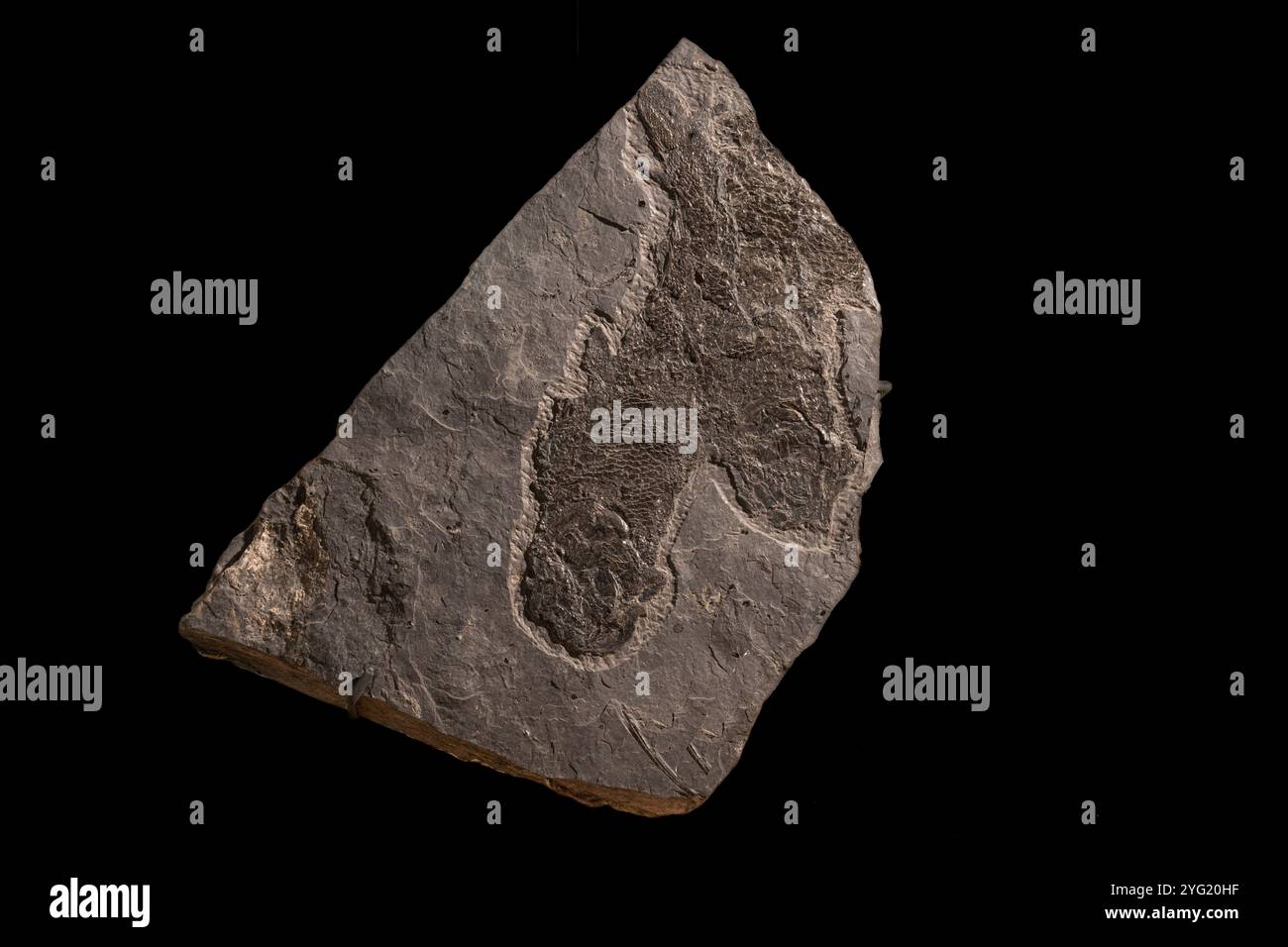 Ray-finned fish fossil of the class Actinopterygii, also known as an ...