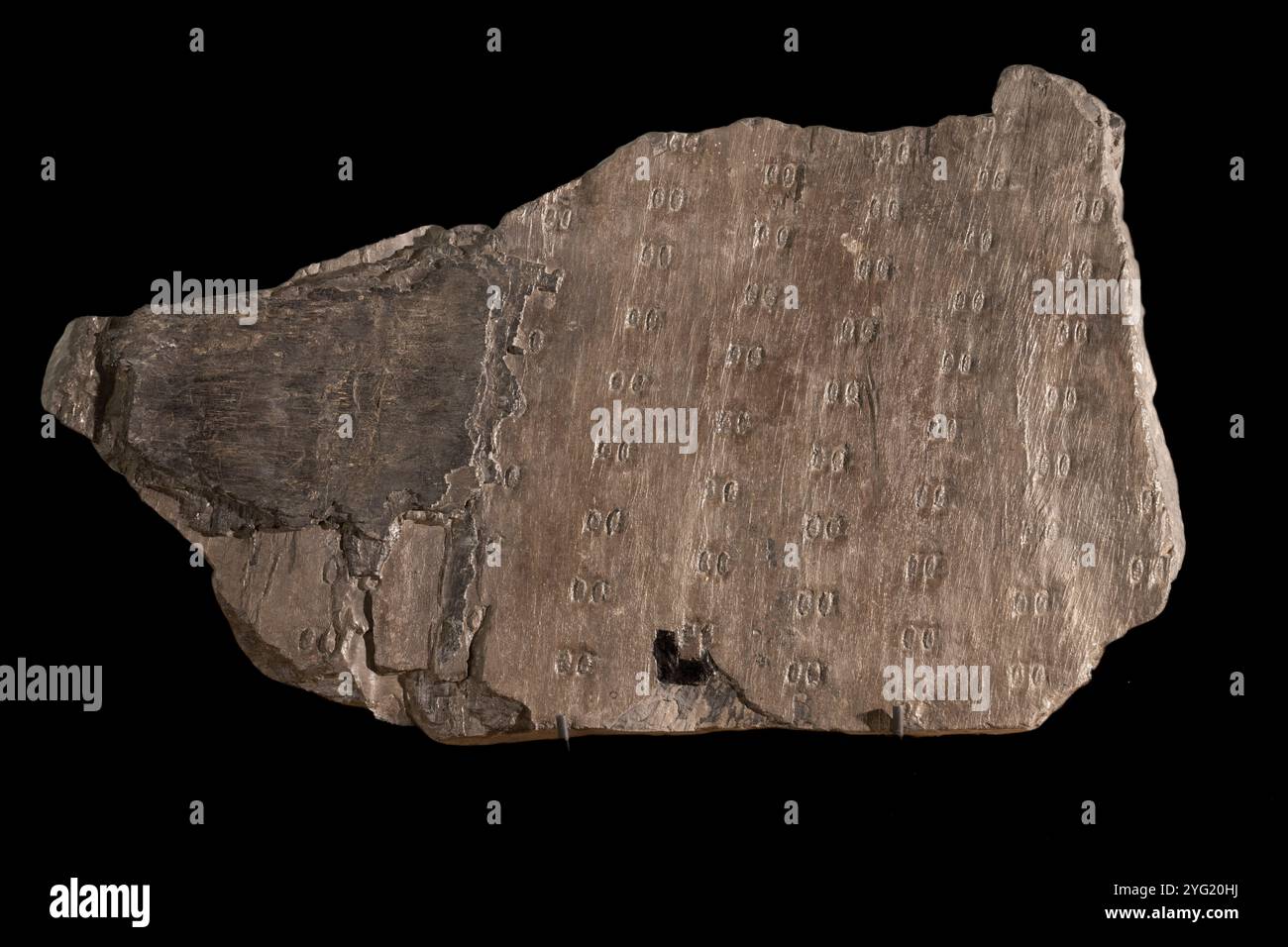 Calamite sp. trunk fossil. Calamites are a type of horse tail plant ...