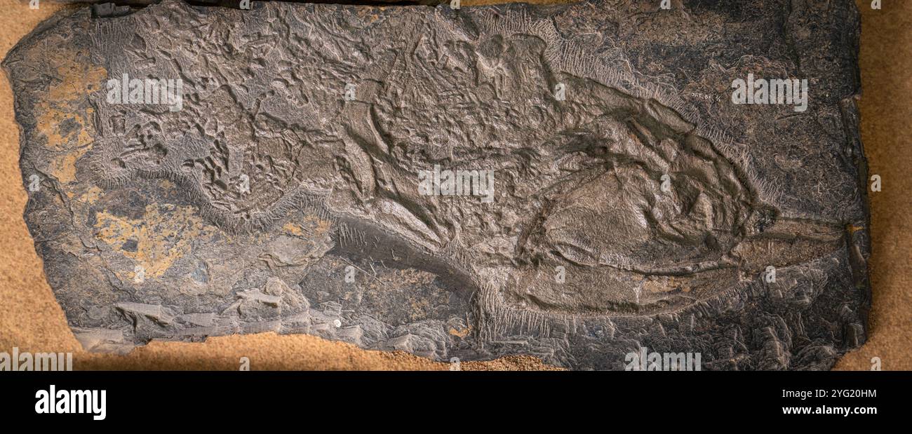 Orthacanthus buxieri fossil. Orthacanthus is an extinct genus of ...