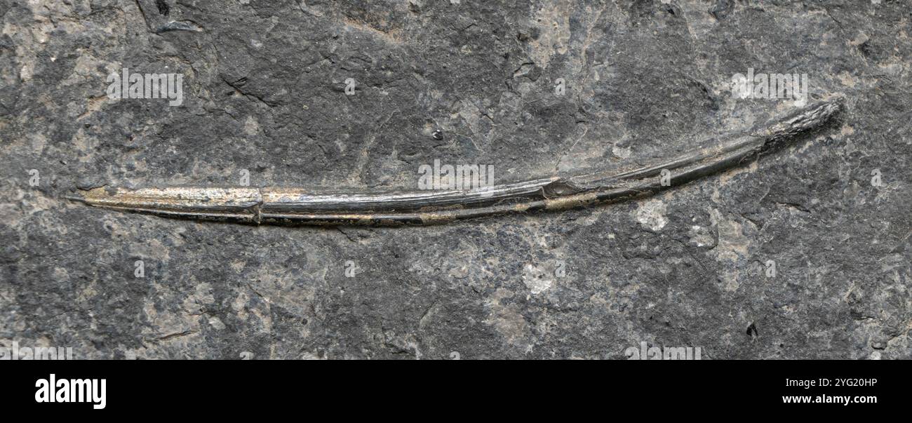 Orthacanthus buxieri fossil spike. Orthacanthus is an extinct genus of ...