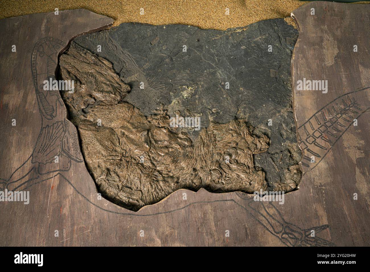 Partial skeleton of a Temnospondyli amphibian. Temnospondyli is a ...