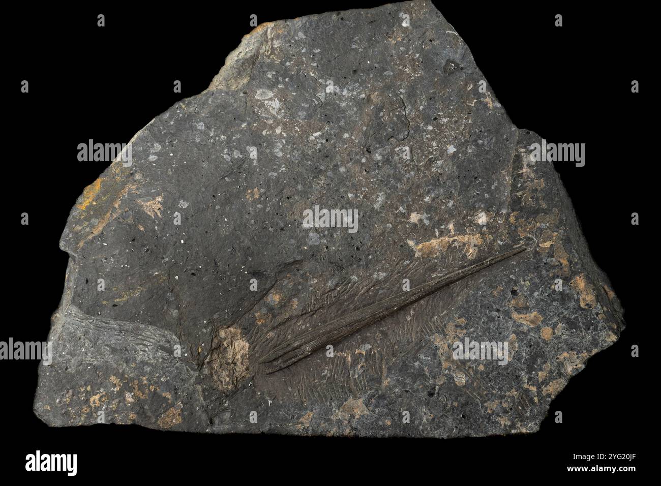 Orthacanthus buxieri fossil spike. Orthacanthus is an extinct genus of ...