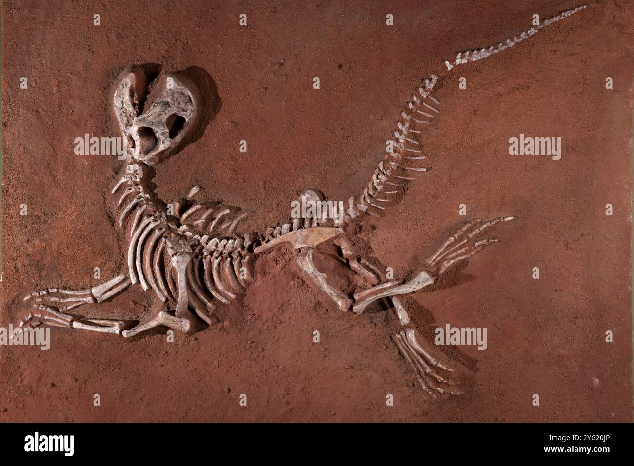 Psittacosaurus dinosaur fossil Stock Photo - Alamy