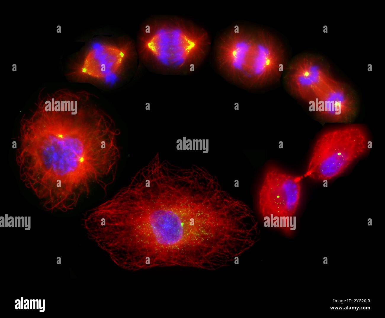 Mitosis and cytokinesis, light micrograph Stock Photo - Alamy