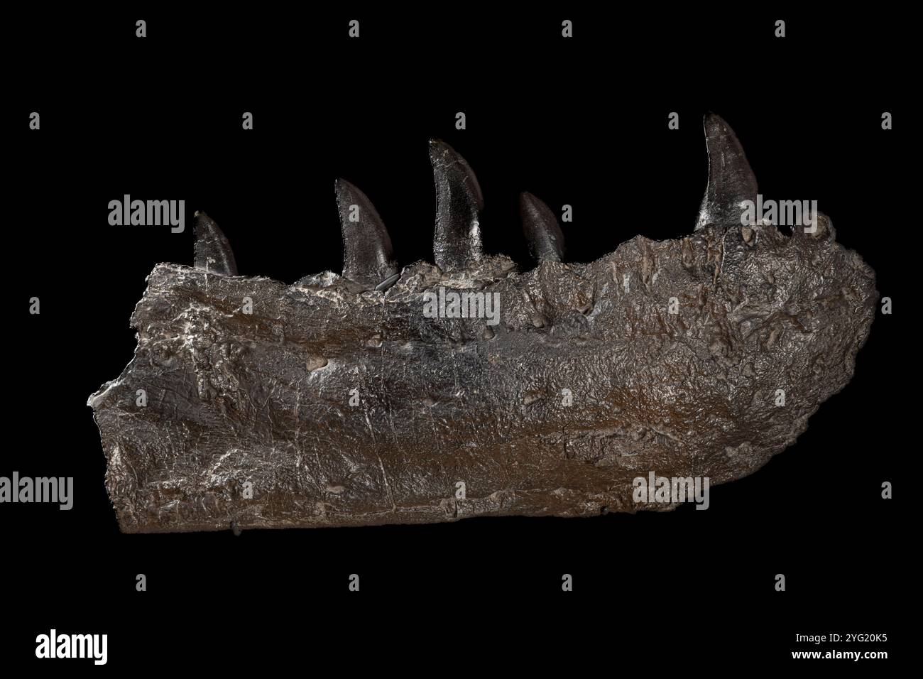 Tyrannosaurus rex teeth mandible fossil. Tyrannosaurus rex was a ...