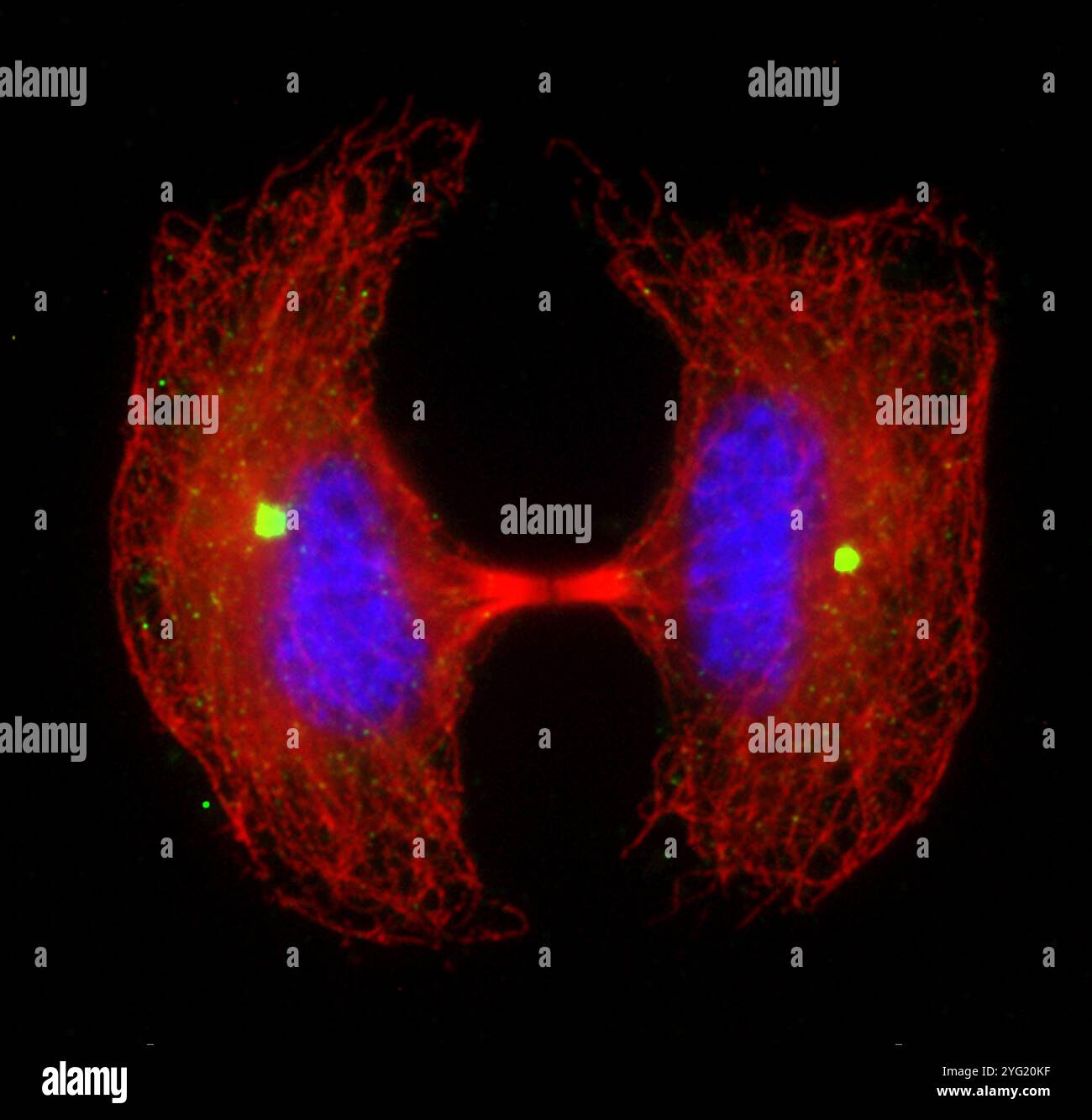 Cytokinesis, light micrograph Stock Photo - Alamy
