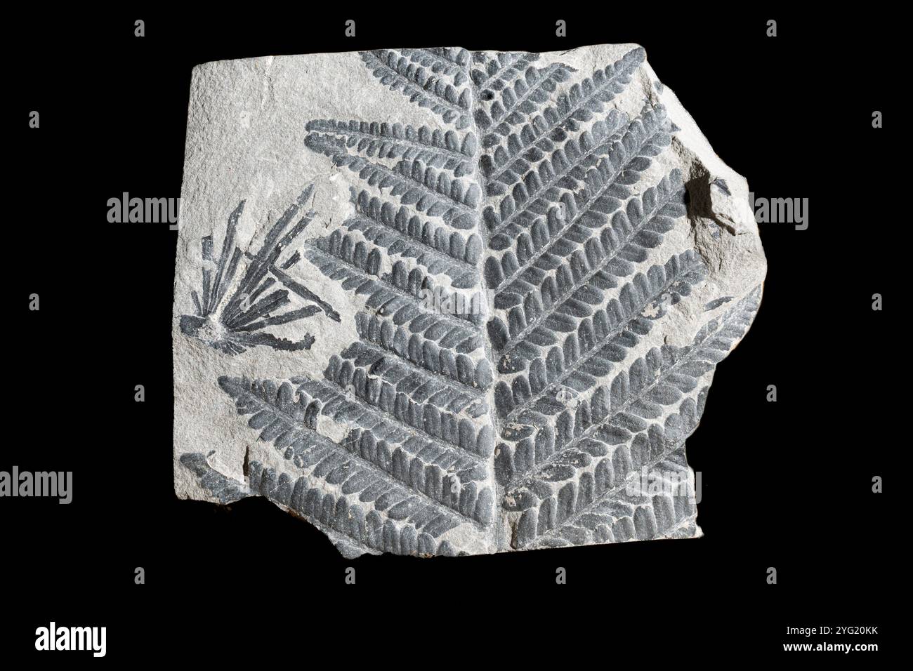 Tracheophyte sp. prehistoric plant fossil. This tree fern fossil dates ...
