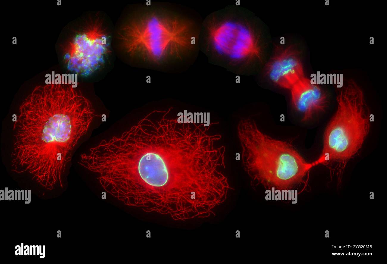Mitosis and cytokinesis, light micrograph Stock Photo - Alamy