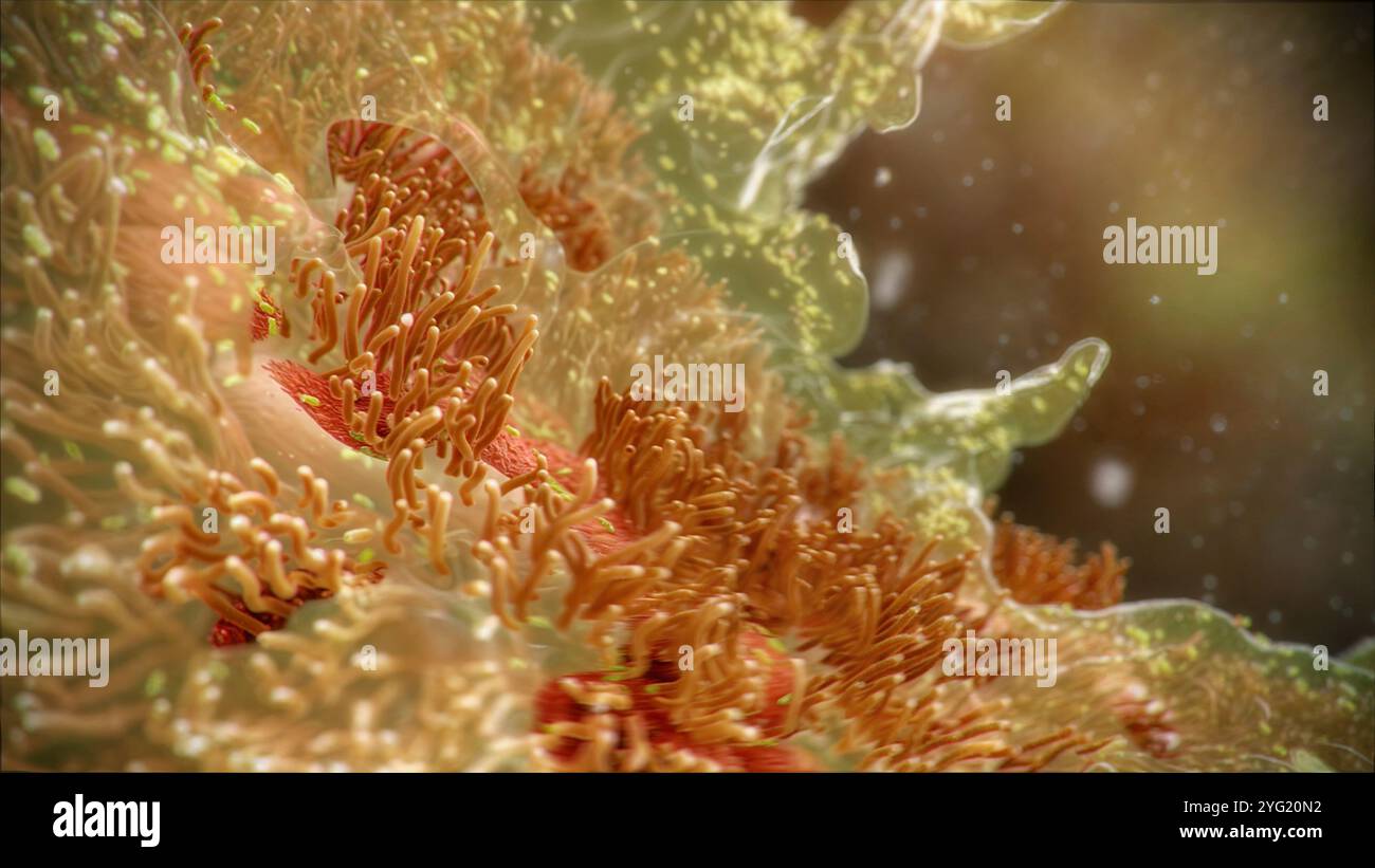 Illustration of whooping cough bacteria (yellow rods) and mucus in a ...