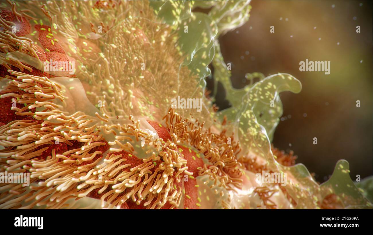 Illustration of whooping cough bacteria (yellow rods) and mucus in a ...